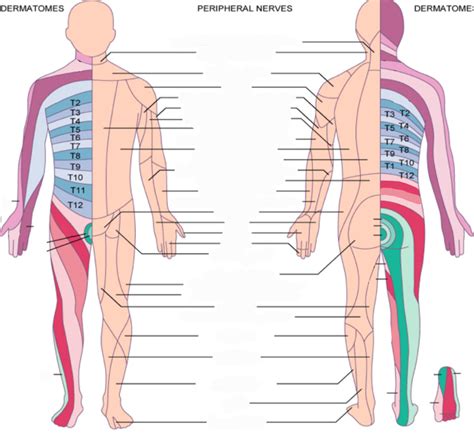 Dermatomes Vs Peripheral Nerves Diagram Quizlet