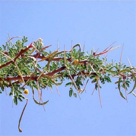 Desert Grass Acacia Ehrenbergiana Hayne Local Name Salam