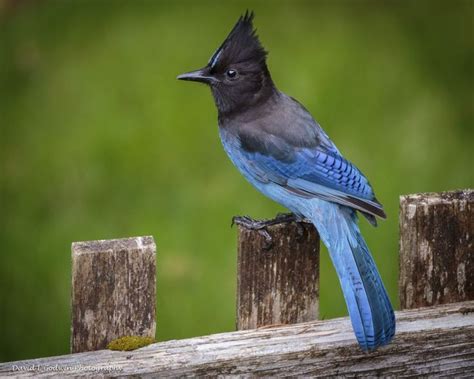 Stellar Jay David L Godwin Photography Stellar Jay Bird Photo Birds