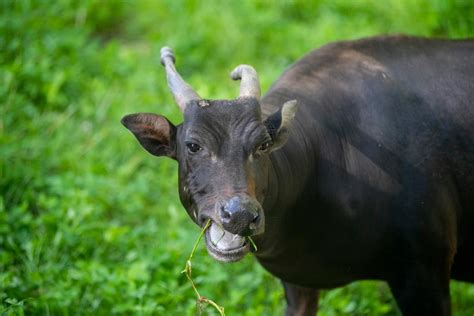 This Year Shining Light On Lowland Anoa In Danger Of Extinction