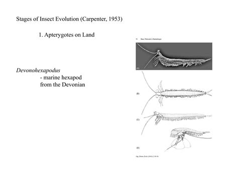 Ppt Insect Evolution Powerpoint Presentation Free Download Id 4241522