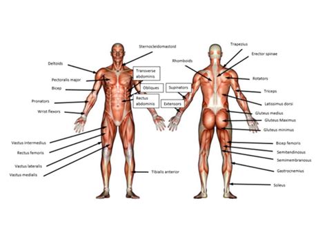 Functional Human Anatomy