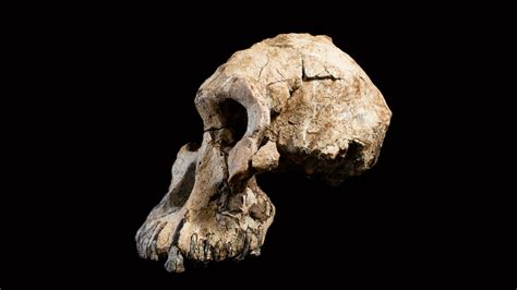 Australopithecus Anamensis The Australian Museum