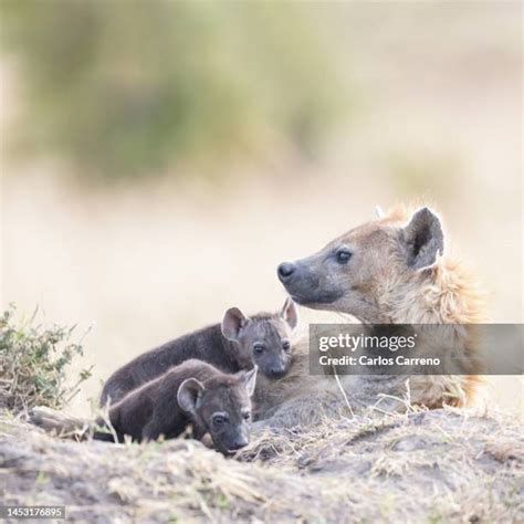 Striped Hyena Cub Photos And Premium High Res Pictures Getty Images