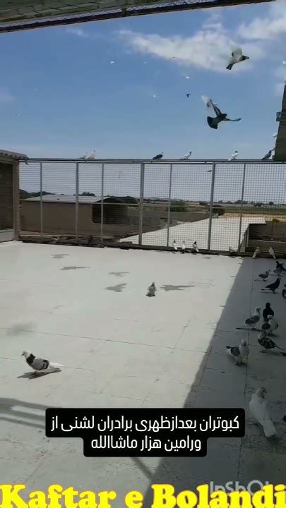 فرود کبوتران بعدازظهری برادران لشنی از ورامین کبوتر کفتر کبوتربلندپرواز Tired Highflyer