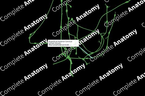 Superficial Anterior Cervical Lymph Vessels Complete Anatomy