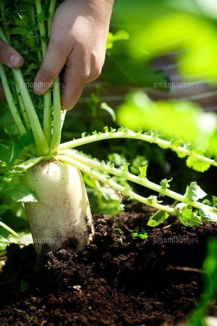 김장무우 김장무 심는시기 파종방법 간격 추비 재배기간 네이버 블로그 김장무우 김장무 심는시기 파종방법 간격 추비 재배기간 네이버 블로그