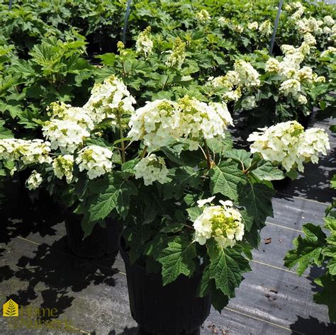 Hydrangea Quercifolia Munchkin Oakleaf Hydrangea From Home Nursery