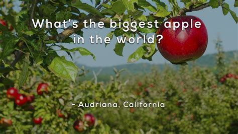 Whats The Biggest Apple In The World Youtube