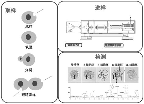 一种单细胞代谢物活体原位检测方法与流程
