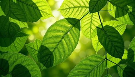 Free Luminous Leaf Layers Image Leaves Green Backlit Download At