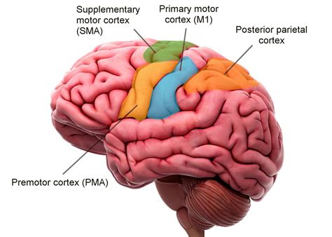 Cortex And Spinal Cord Motor Loop Diagram Parkinsons Diagram