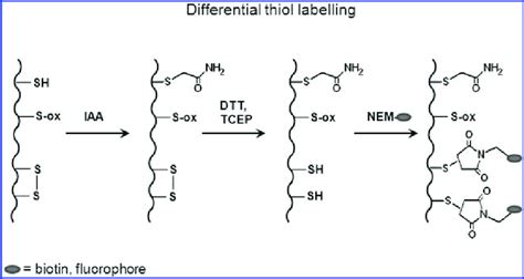 Differential Thiol Labeling For Proteomic Assignment Of Download Scientific Diagram
