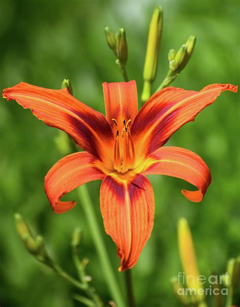 Firecracker In The Garden Lily Photograph By Kerri Farley Fine Art America