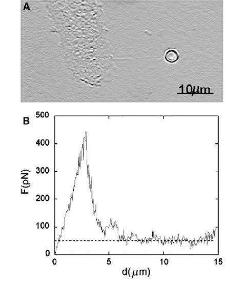 Direct Tether Extraction From Cell A Membrane Tether Extracted From