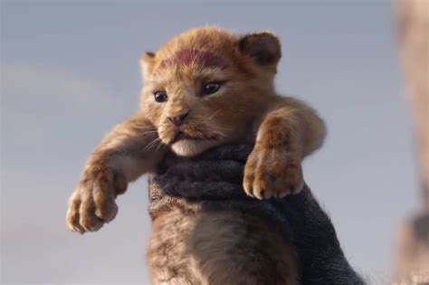 Wij Kunnen Nu Al Niet Wachten Dít Is De Eerste Trailer Van The Lion