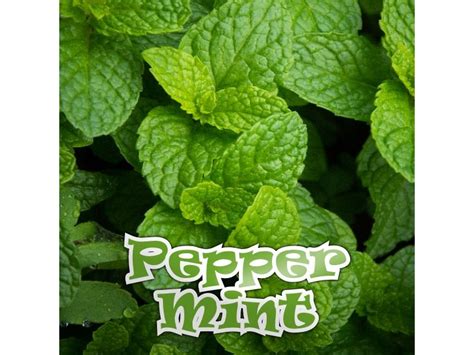 Peppermint E Liquid