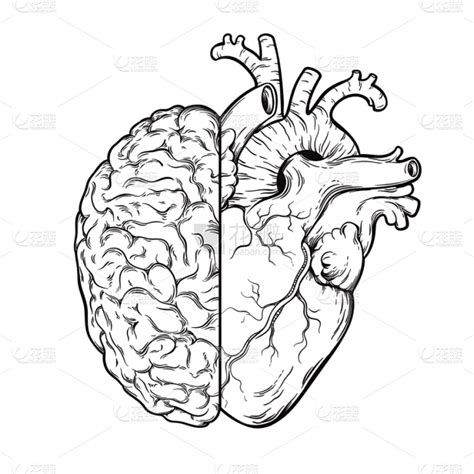 线条画手心型人脑生物学华丽的绘制思考决定素材 花瓣网