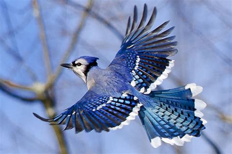 Blue Jay In Flight By Aaron Smith Blue Jay Flying Over Ocean Blue