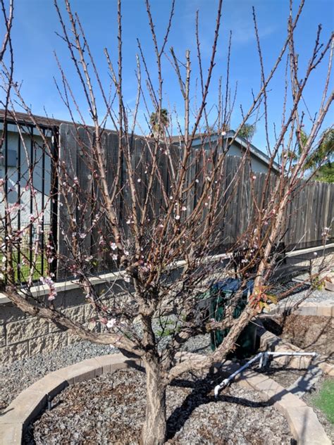 Cot N Candy Aprium In Vista Ca Page 3 General Fruit Growing Growing Fruit