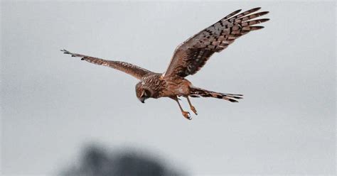 Small Hawks Animalbehaviorcorner