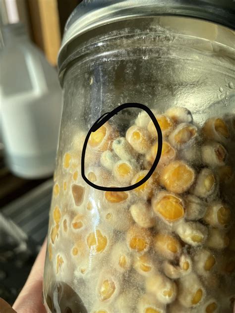 Actives Popcorn Tek Question In Comments Rmushroomgrowers