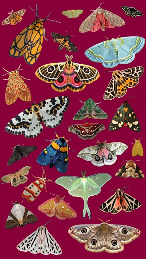 Illustration Of Various Moths On Maroon Background