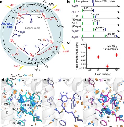The Oxygen Evolving Cycle In Photosystem Ii A Relationship Between The