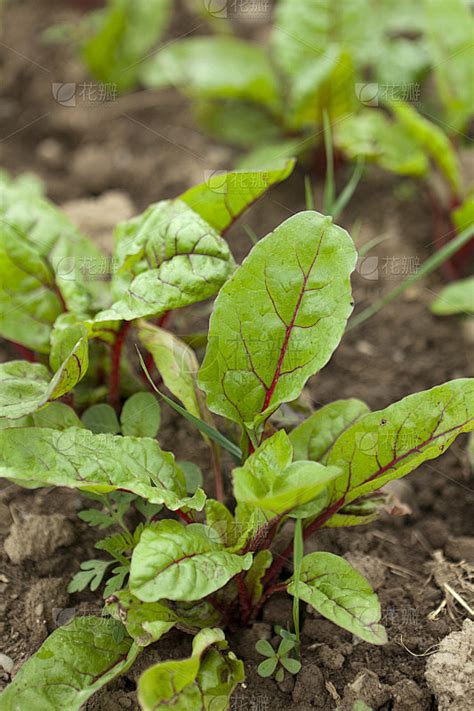 甜菜长在农场上
