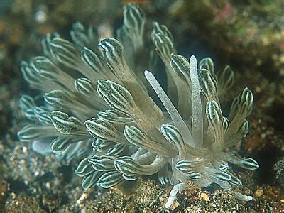 The Sea Slug Forum Phyllodesmium Sp 11