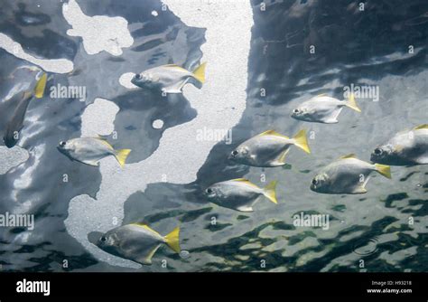 Silver Perch With Yellow Fins Swim In A School Inside Aquarium Under