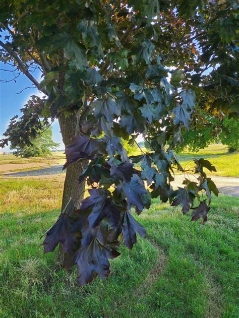 Maple Identification Rplantidentification