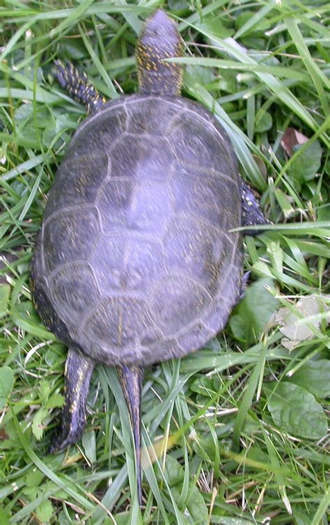 Aree Protette Alpi Cozie