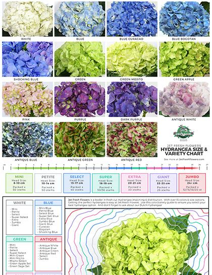 Hydrangea Size Chart Jet Fresh Flower Distributors