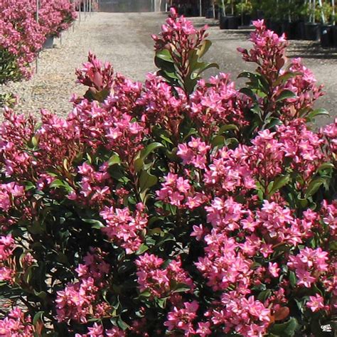 Indian Hawthorn