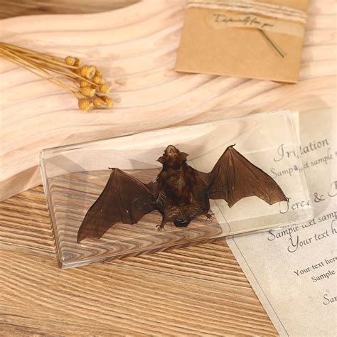Resin Embedded Biological Specimen Real Bat Specimen In Resin Block