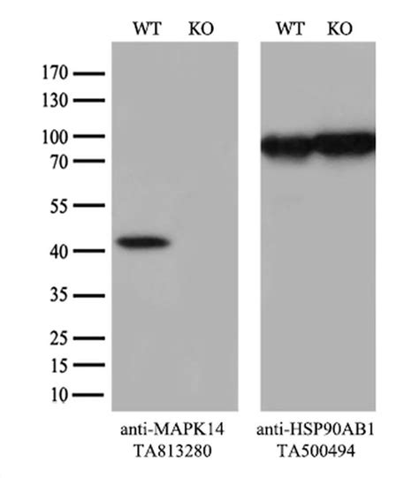 P38 Mapk14 Monoclonal Antibody Oti7h6 Ta813280