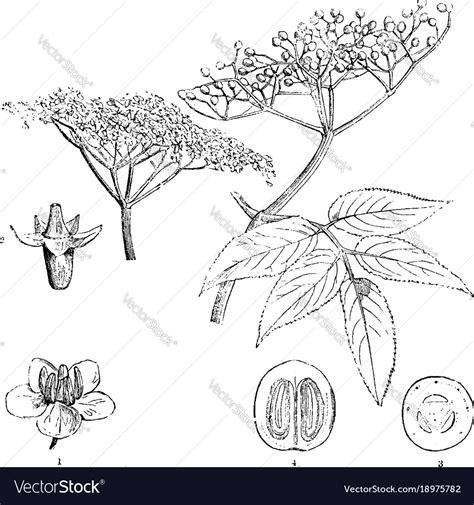 Elder Vintage Royalty Free Vector Image Vectorstock