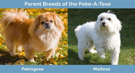 Peke A Tese Maltese And Pekingese Mix Info Pictures Traits Hepper