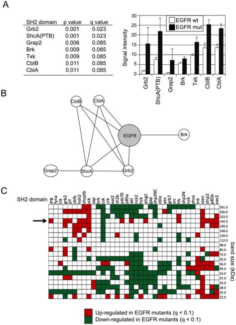 A Sh2 Domains Whose Binding Is Significantly Correlated With Egfr