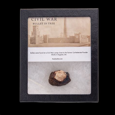 Civil War Bullet In Tree