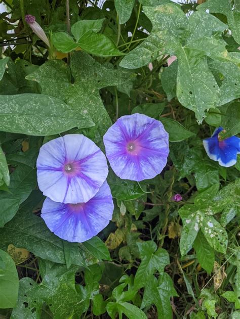 Ipomoea Nil R Gardening