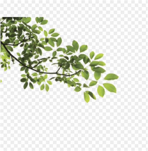 Branch Png Png Tree Branch PNG Transparent With Clear Background ID