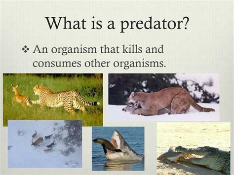 Ppt Introduction To Ecosystems Powerpoint Presentation Free Download