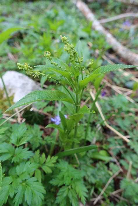 Mercurialis Perennis Orophyte