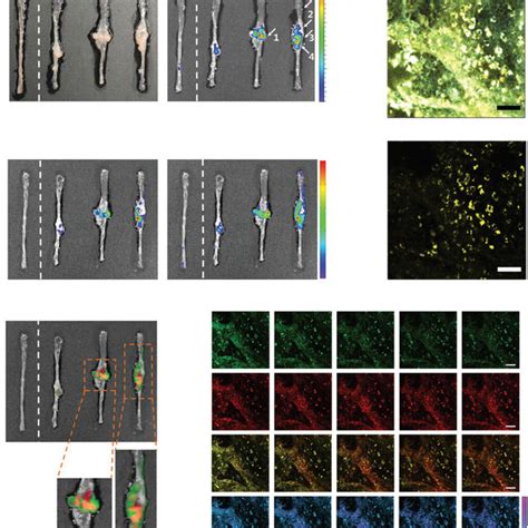 A Schematic Diagram Of Sequential Ex Vivo Staining With Crystal