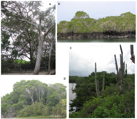 An Object Based Classification Of Mangroves Using A Hybrid Decision