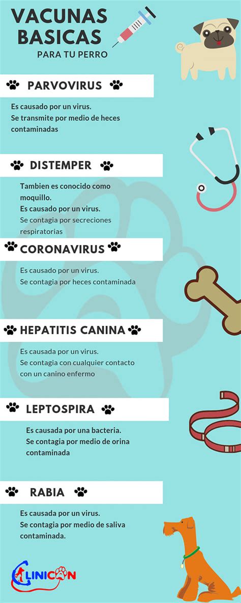 Clinican Vet Los Esquemas De Vacunas Son Muy