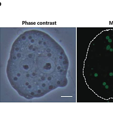 Vital Staining Of Mitochondria In Myxamoebae Myxamoebae Ai35 Were