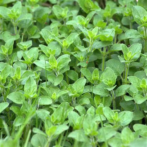 Italian Seeds Growing And Seed Saving Guide Aonsk